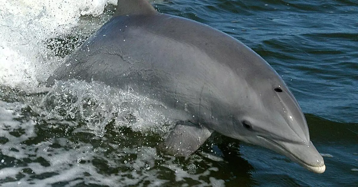 Ultrazvok bo pomagal rešiti izumrtje redkih delfinov