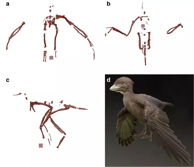 Skeleton F. prima ea reconstrución da aparición de animais