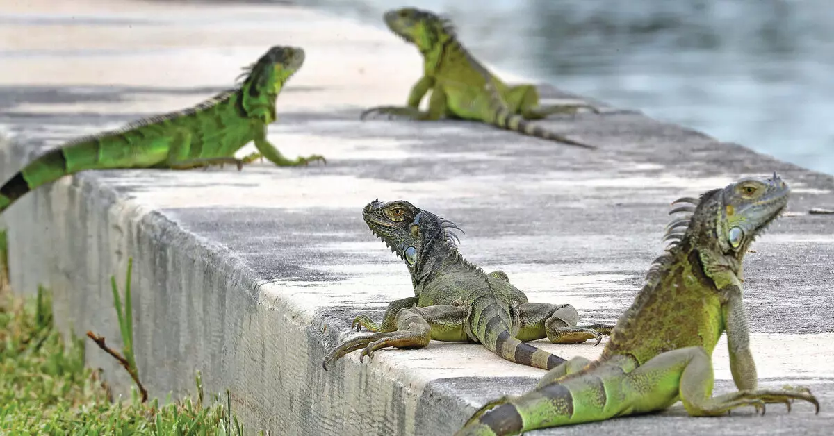 Florida Le Lebella Pula ho tloha Iguan