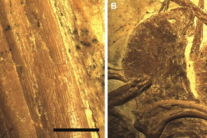 Fosili hibrid ptic in dinozavra Ostanki: Plesni zmaj