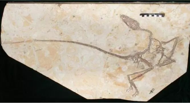 Lintujen ja dinosaurushybridin fossiilit löytyvät: Dancing Dragon 3781_3