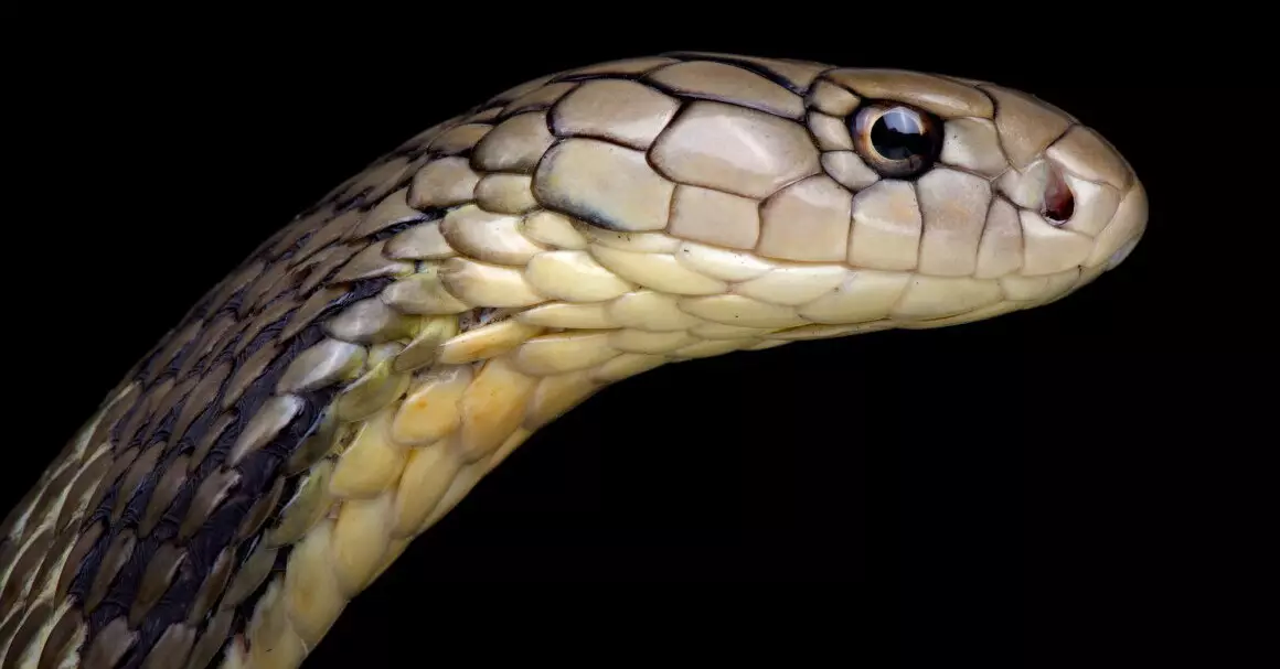 Snakes svázali s původem čínské epidemie Coronair