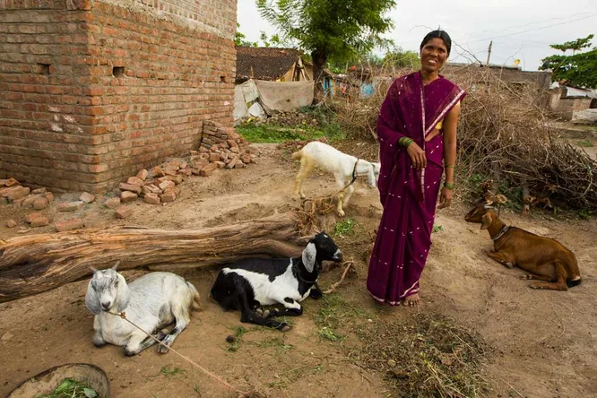 Hvorfor i India tilbeder en geitmutant med ansiktet til den gamle mannen