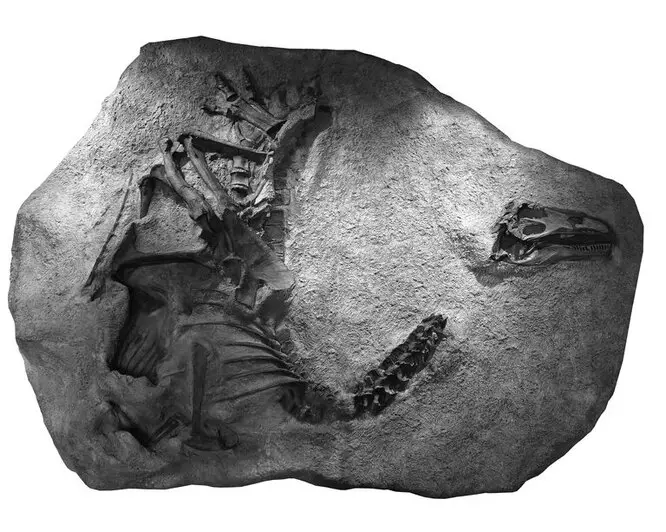 Një nga dinosaurët më të rrezikshëm grabitqar është përshkruar për herë të parë. 4104_4