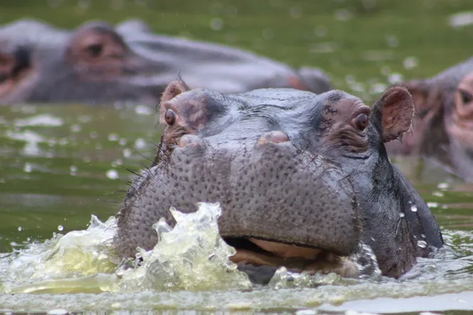 Hippos Naccoarone guba Colombia