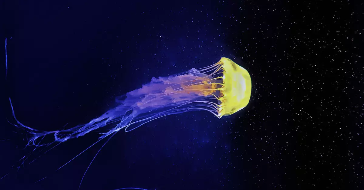 Ilmuwan ngowahi jellyfish sing biasa ing cyborg