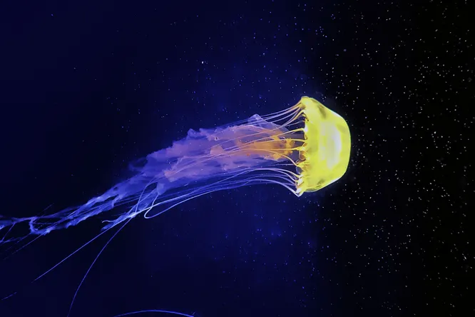 Scientists turned the usual jellyfish in the cyborg