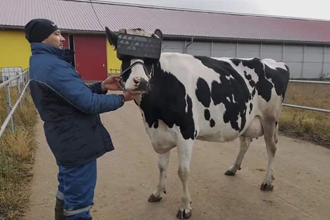 Li Rûsyayê, VR Glasses ji bo Cows