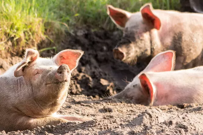 Ang mga siyentipiko ay nagpapakain sa mga pigs ng produksyon ng Japanese vodka 60212_2