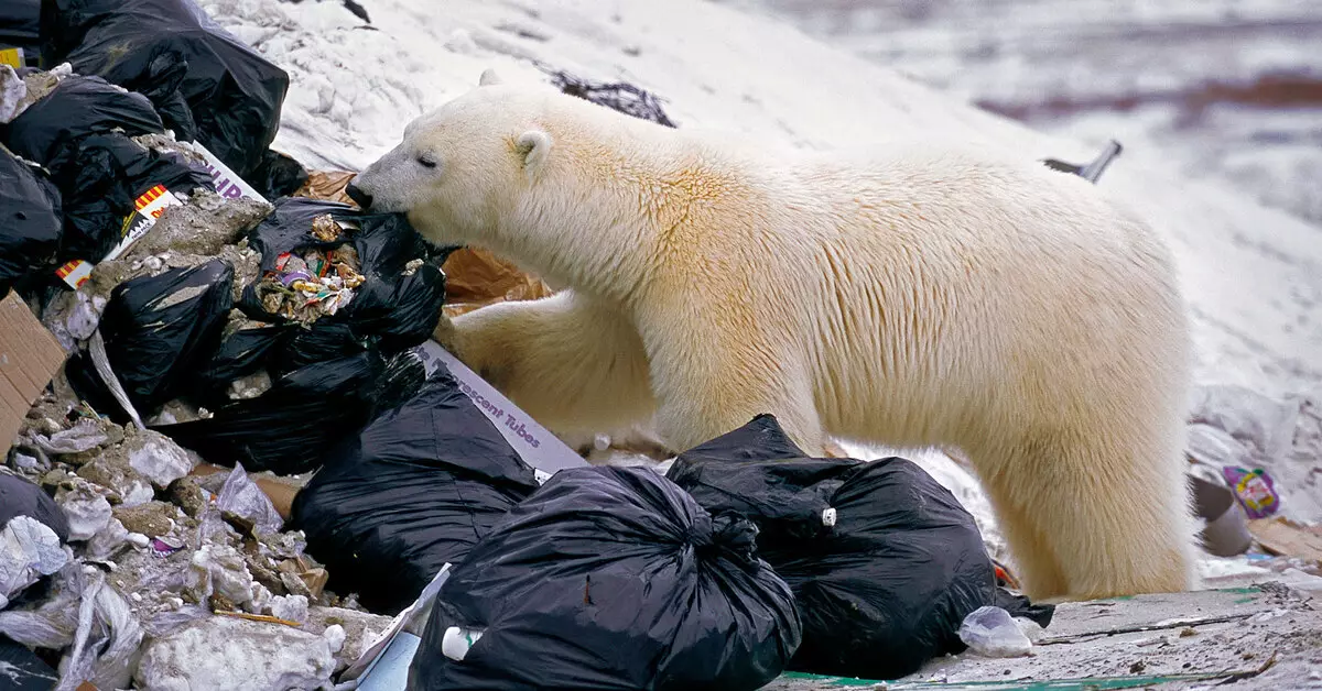 Baltie lāči baro plastmasas Arktikā