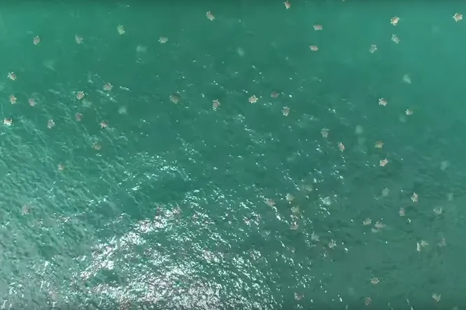 海のカメの巨大なクラスターのビデオで撮影