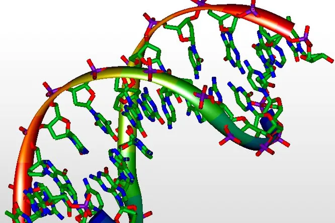 Leyndardómur DNA afritunar röð 60 ára er loksins leyst